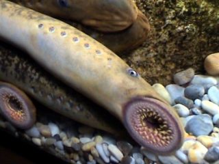 Hyperoartia aka Lampreas - CaballoToro.com