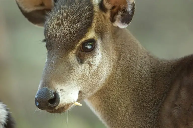 El ciervo de copete - CaballoToro.com
