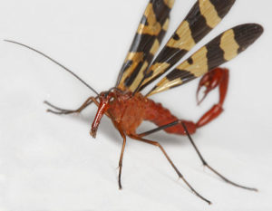 Escorpion volador - CaballoToro.com