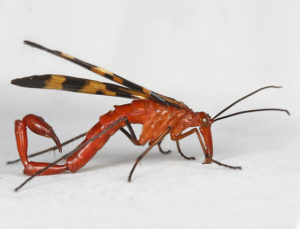 Escorpion volador - CaballoToro.com