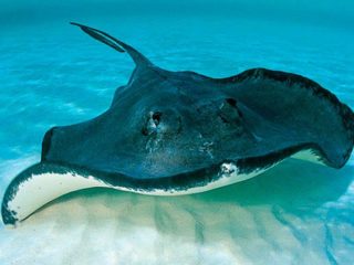 Mantarraya un arma letal - CaballoToro.com