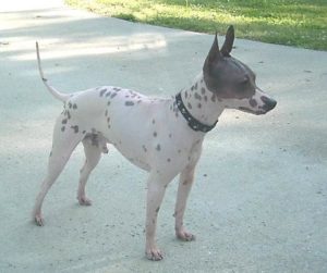 5 Razas de perros calvos - CaballoToro.com
