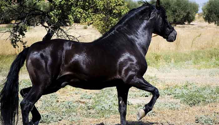 Los caballos - CaballosyToros