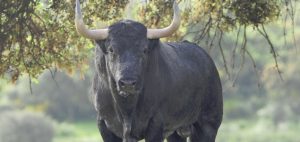 Toros de Lidia y Bravo - Toda información mas Completa【2020】