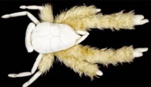 El Cangrejo Yeti - CaballoToro.com
