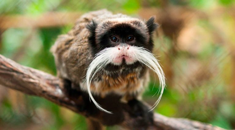 Tamarino Bogotudo el chango viejito - CaballoToro.com