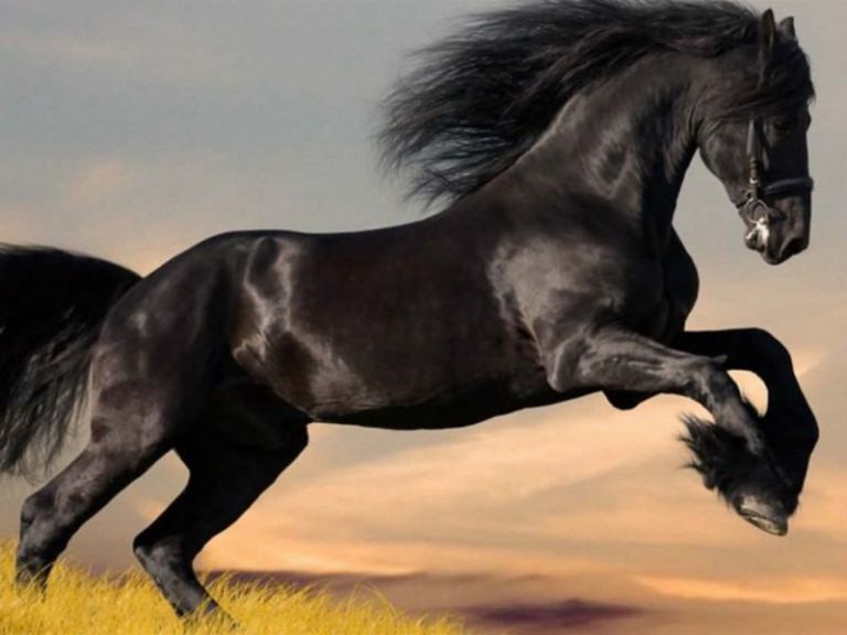 Caballo percherón - CaballoToro.com