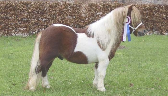 Caballo Miniatura - CaballoToro.com