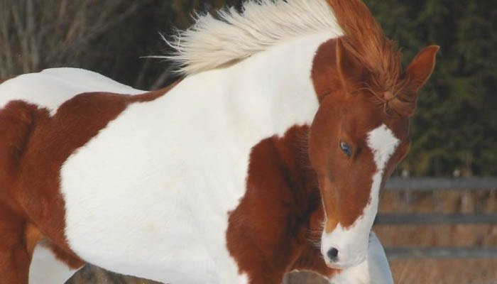 Caballo Pinto - CaballoToro.com