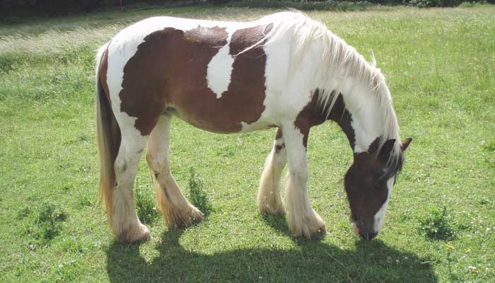 Caballo Pinto - CaballoToro.com