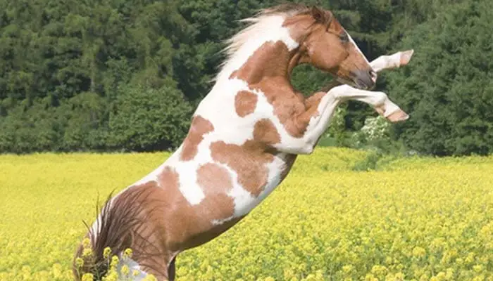 Caballo Pinto - CaballoToro.com