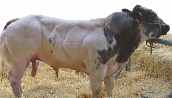 Razas de Toros - El Listado Más Completo【2020】