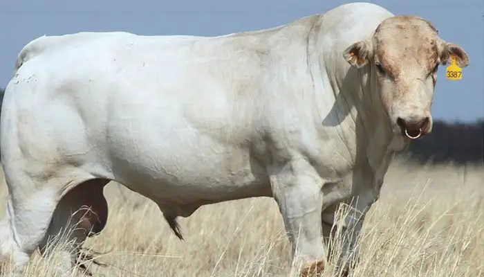 Razas de Toros - El Listado Más Completo【2020】