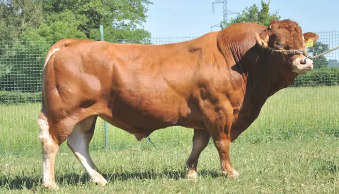 Razas de Toros - El Listado Más Completo【2020】