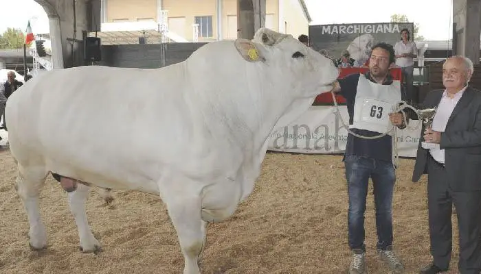 Razas de Toros - El Listado Más Completo【2020】