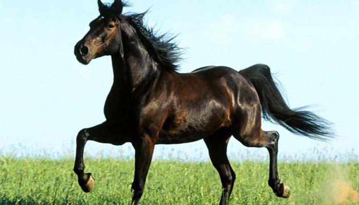 Características y Origen del Caballo Zaino - CaballoToro.com