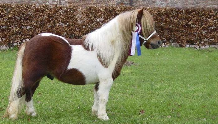 El Caballo Enano: Una de las razas más singulares y únicas ...