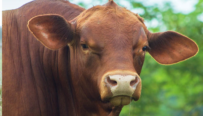 Aspectos más relevantes de la raza Angus Brangus - CaballoToro.com