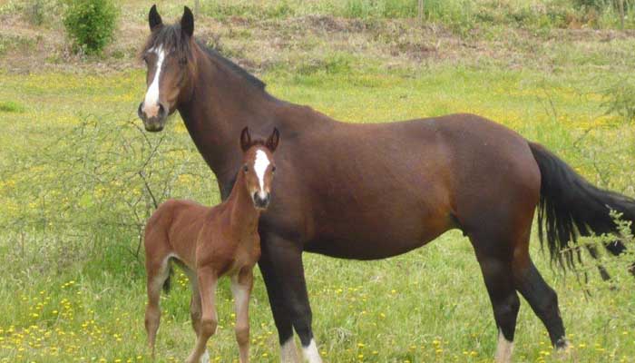 El caballo chileno: La majestuosidad del corralero de Chile ...