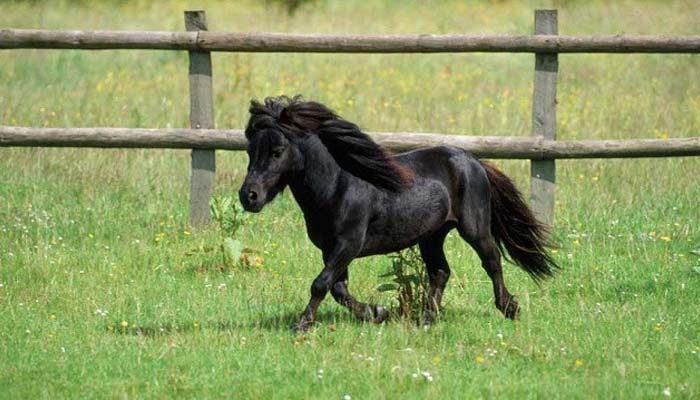 El Caballo Enano: Una de las razas más singulares y únicas ...