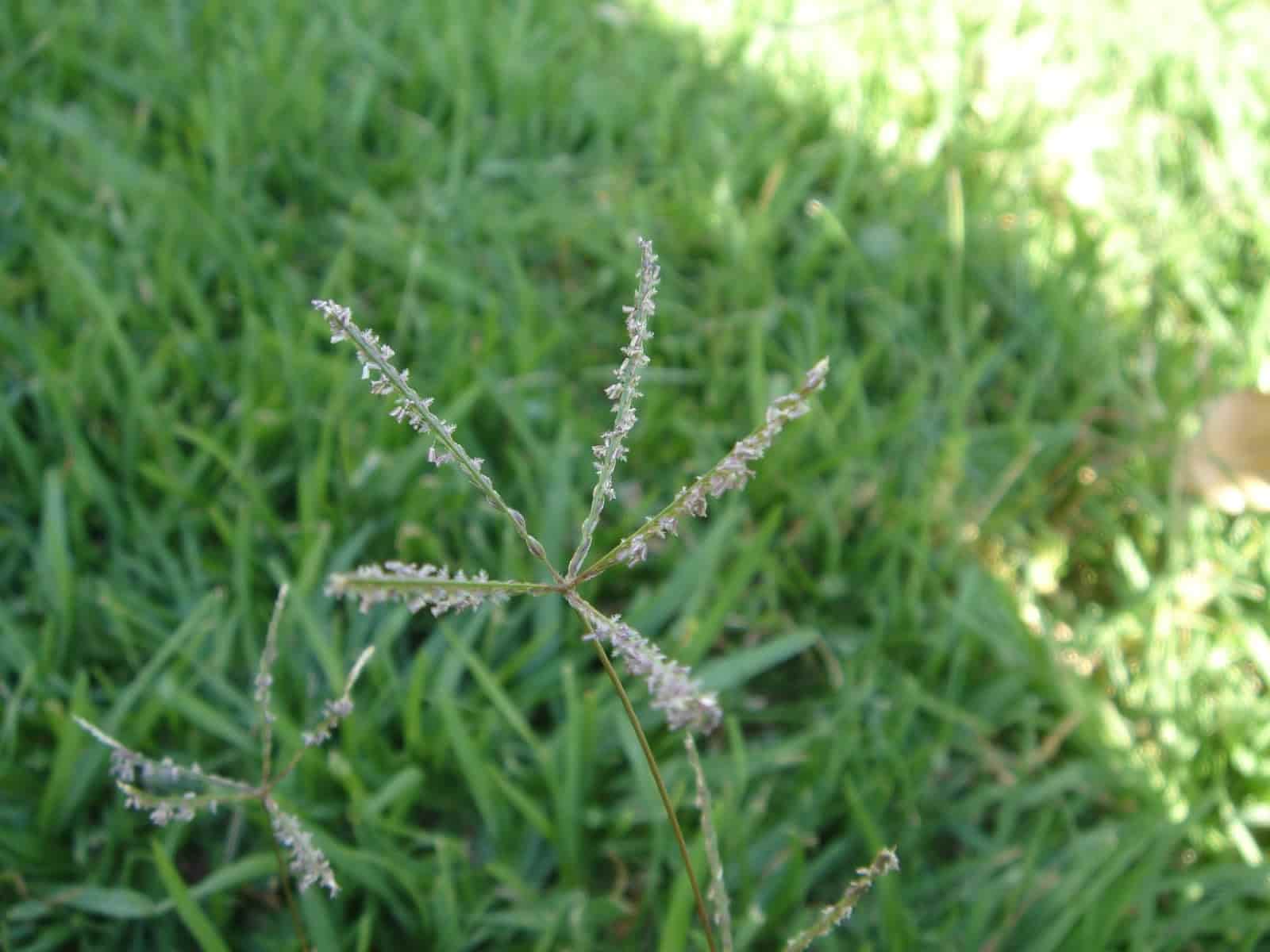 Pastos para Ganado y tipos - CaballoToro.com