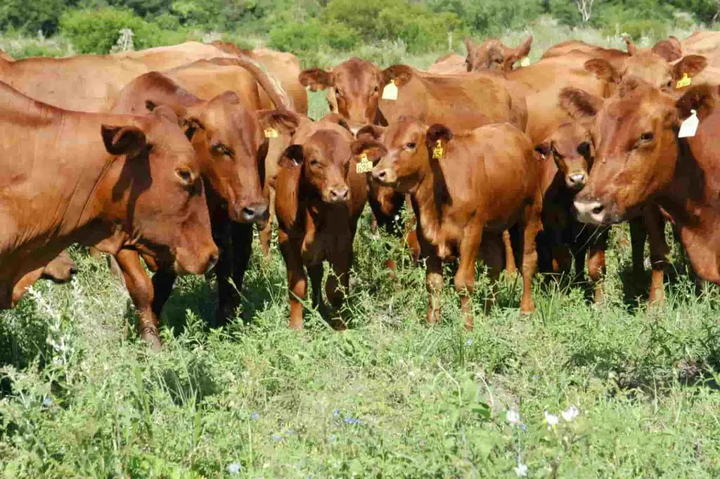 Pastos para Ganado y tipos - CaballoToro.com