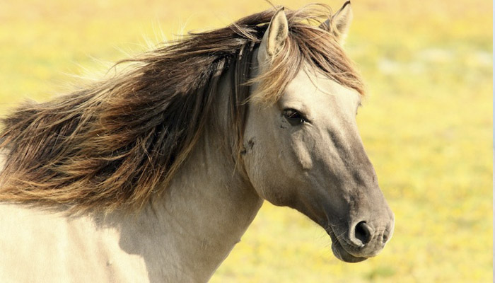 Crin de caballo - CaballoToro.com