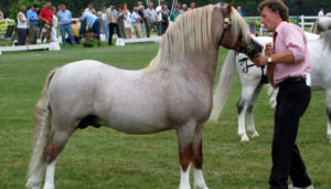 Razas de ponis - CaballoToro.com