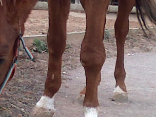 Partes del caballo - CaballoToro.com