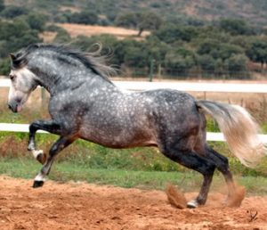 Color tordo - CaballoToro.com