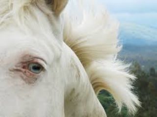 Caballos en celo con yeguas - CaballoToro.com