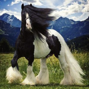 Caballos gypsy vanner o caballo gitano - CaballoToro.com
